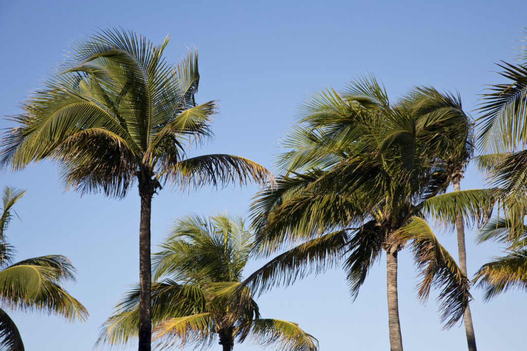 Welcome to the Shell Point Storm Information Page | Shell Point ...